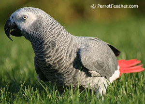 Congo African Grey Parrots | ParrotFeather.com