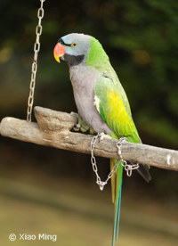 Derbyan Parakeets | ParrotFeather.com