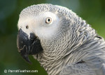 Congo African Grey Parrots | ParrotFeather.com
